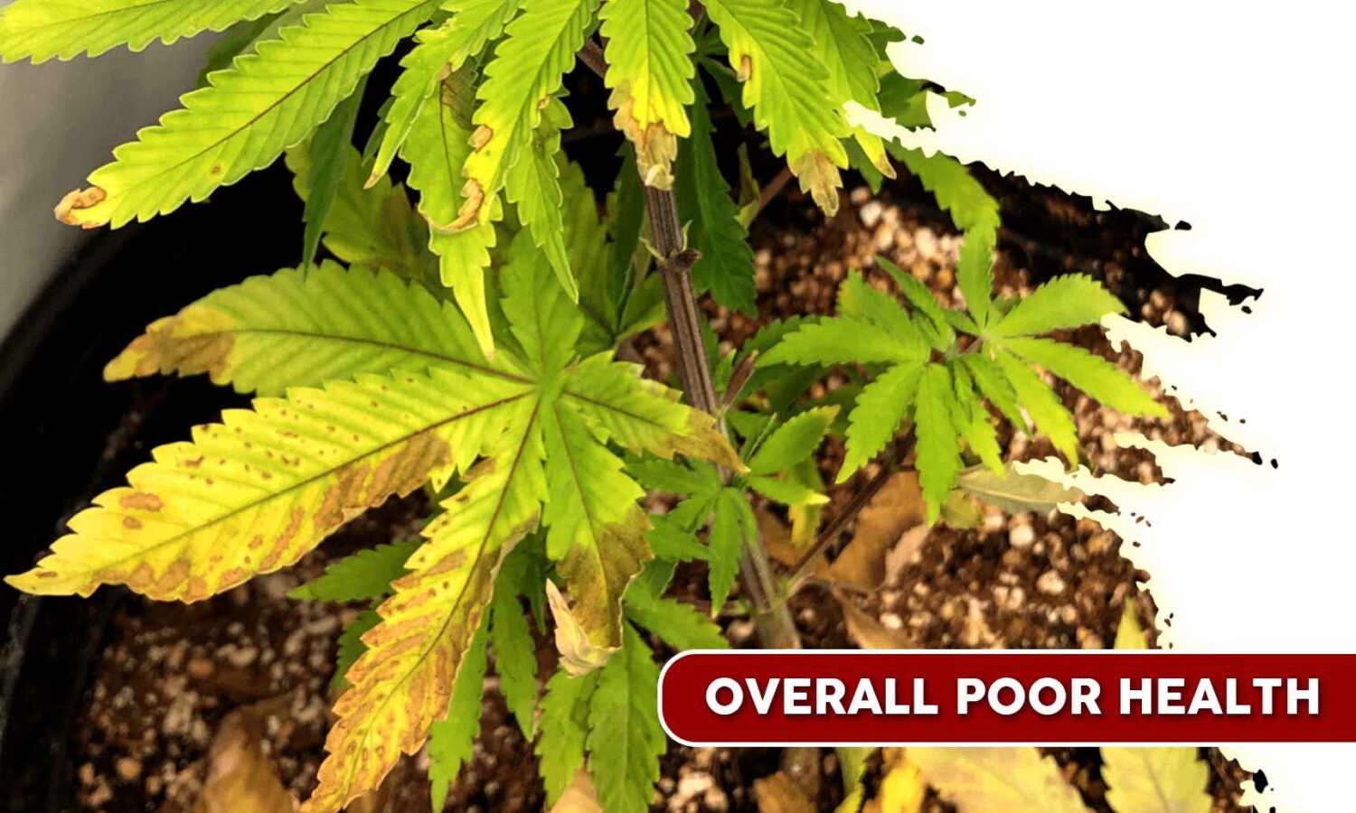 How to Identify Cannabis Plant Deficiencies: A Comprehensive Guide ...
