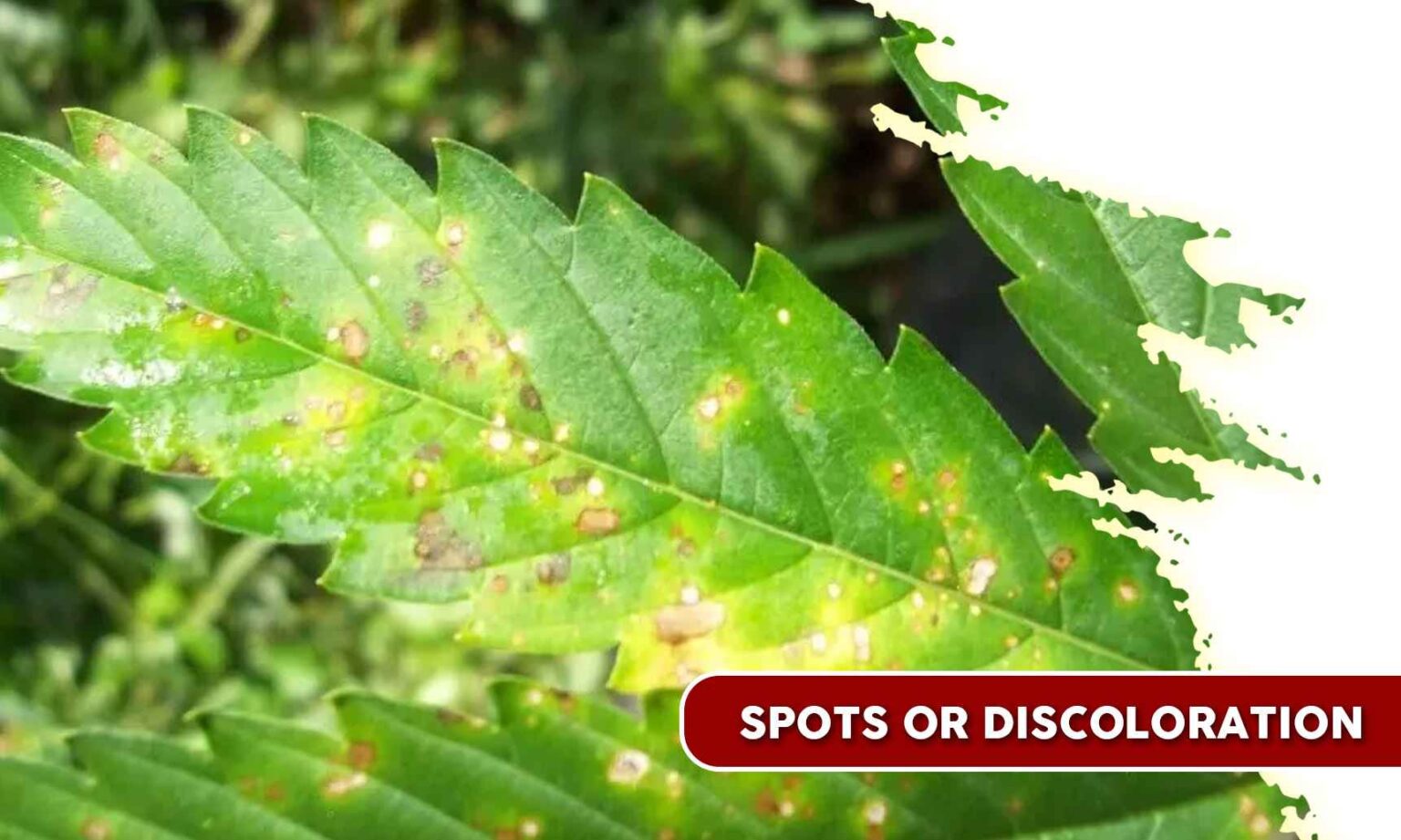 How to Identify Cannabis Plant Deficiencies: A Comprehensive Guide ...