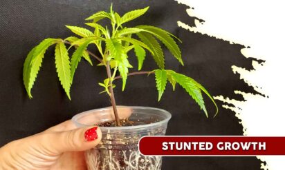 How to Identify Cannabis Plant Deficiencies: A Comprehensive Guide ...