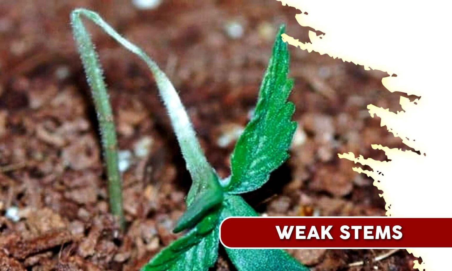 How to Identify Cannabis Plant Deficiencies: A Comprehensive Guide | Crop King Seeds