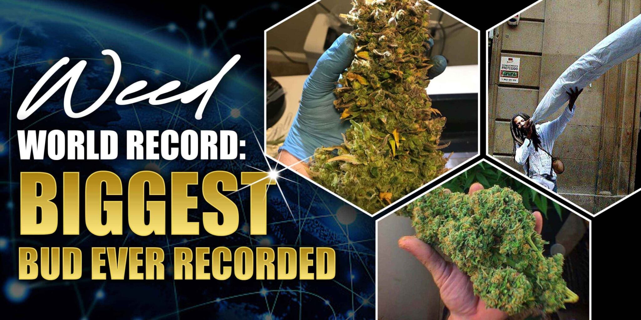 Weed World Record: Biggest Bud Ever Recorded | Crop King Seeds