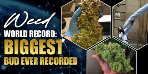 Weed World Record: Biggest Bud Ever Recorded | Crop King Seeds