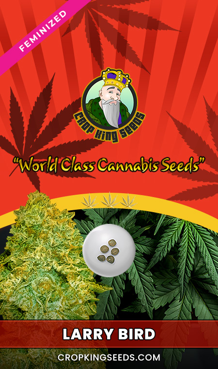 Buy Larry Bird Strain Feminized Marijuana Seeds | Crop King Seeds