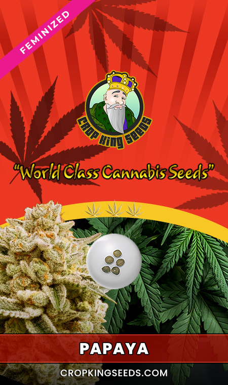 Buy Ice Cream Breath Strain Feminized Marijuana Seeds | Crop King Seeds