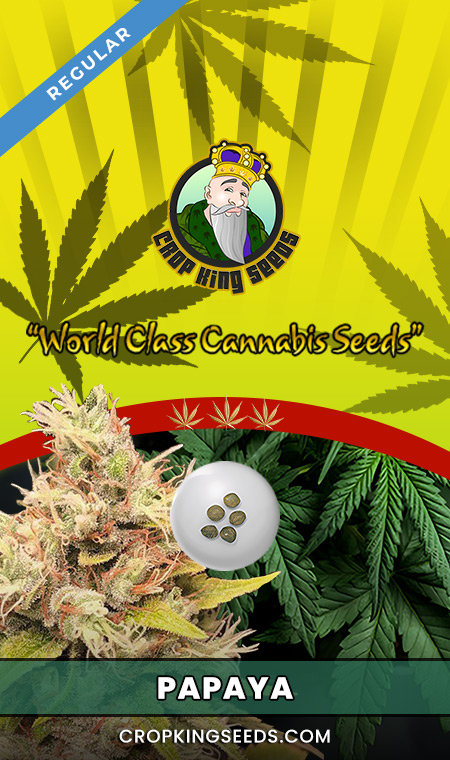 Buy Papaya Strain Regular Marijuana Seeds | Crop King Seeds