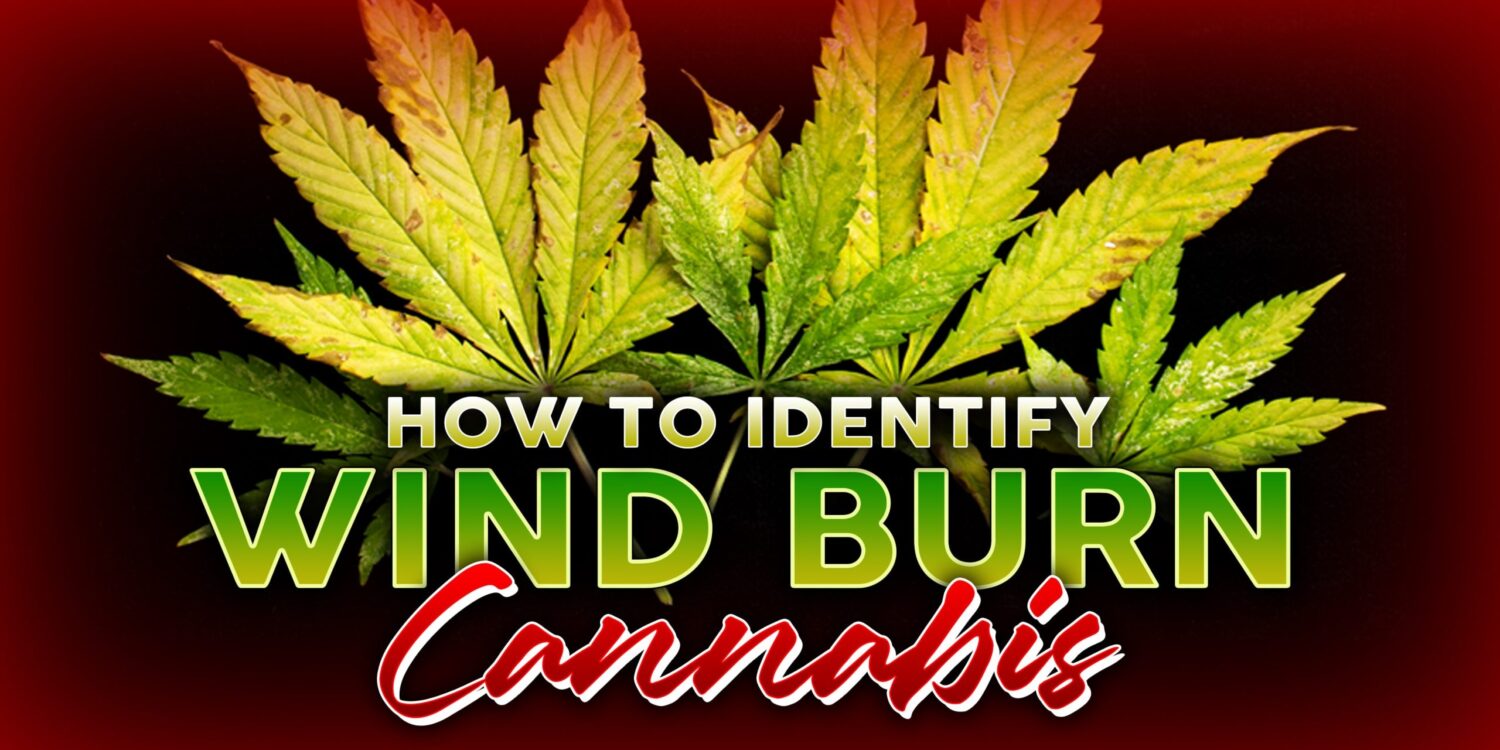 How to Identify Wind Burn Cannabis | Crop King Seeds