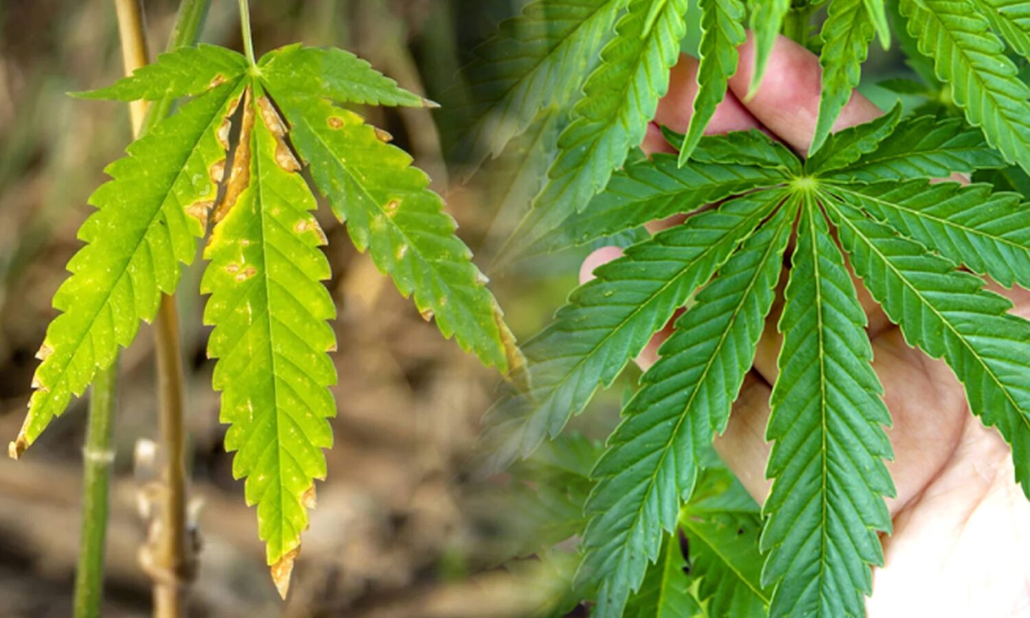 How to Identify Wind Burn Cannabis | Crop King Seeds