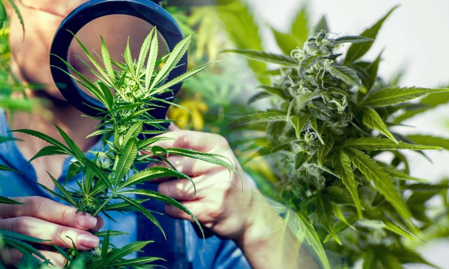 How to Identify Wind Burn Cannabis | Crop King Seeds