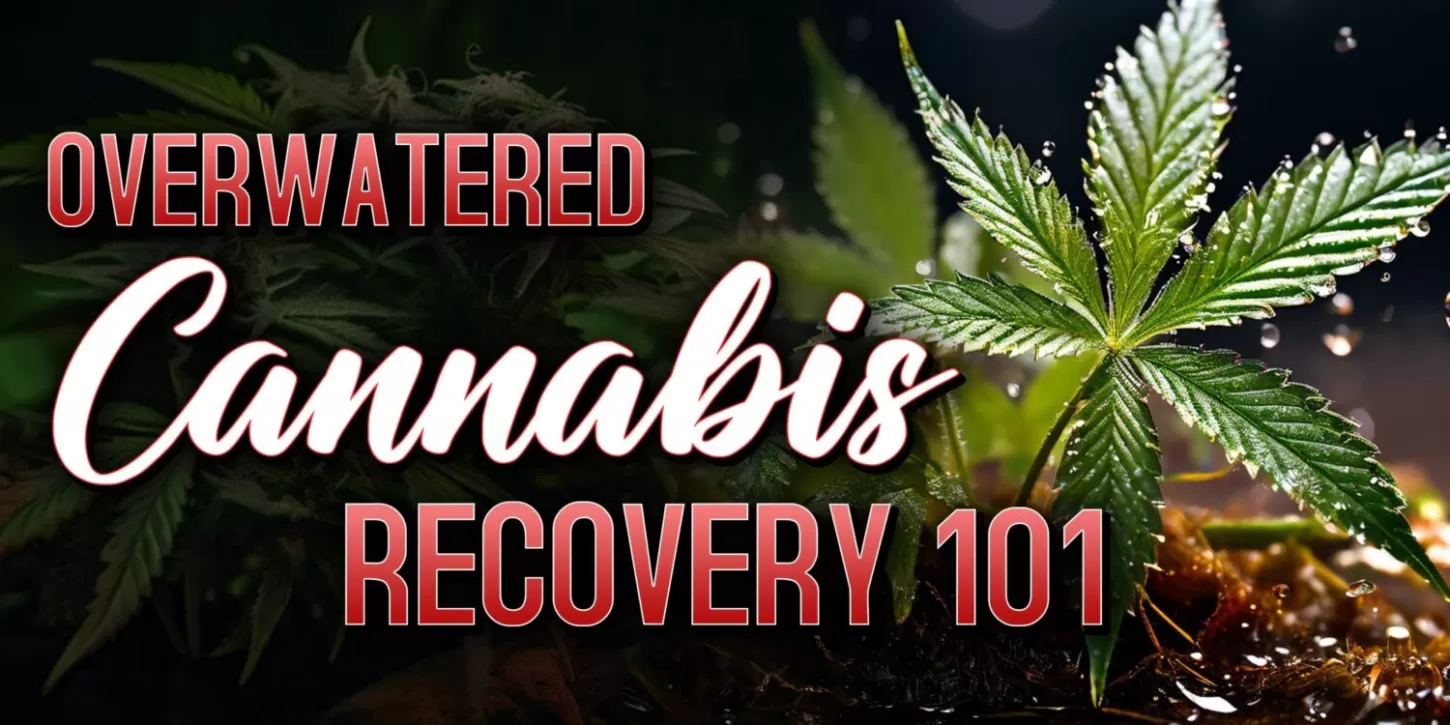 Overwatered Cannabis Recovery 101 | Crop King Seeds