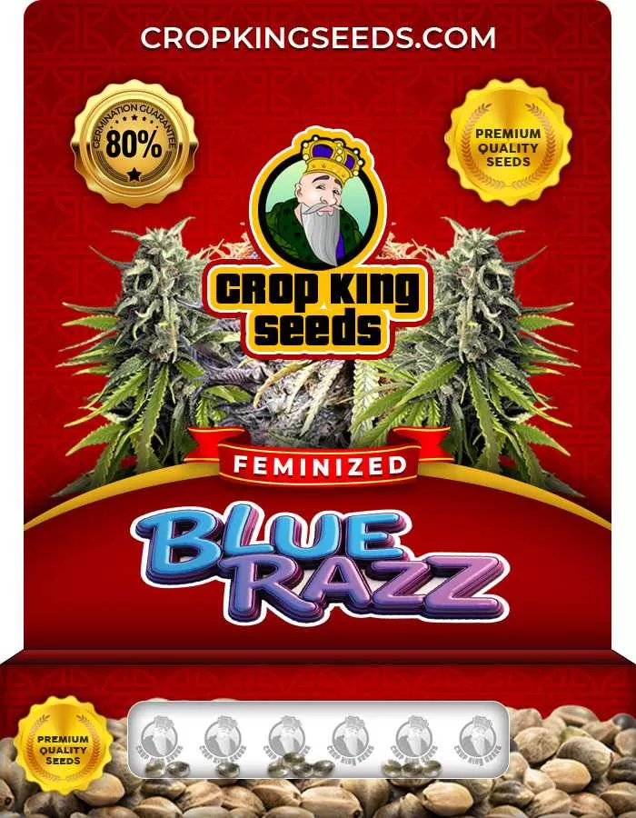 Buy Blue Razz Strain Feminized Marijuana Seeds | Crop King Seeds