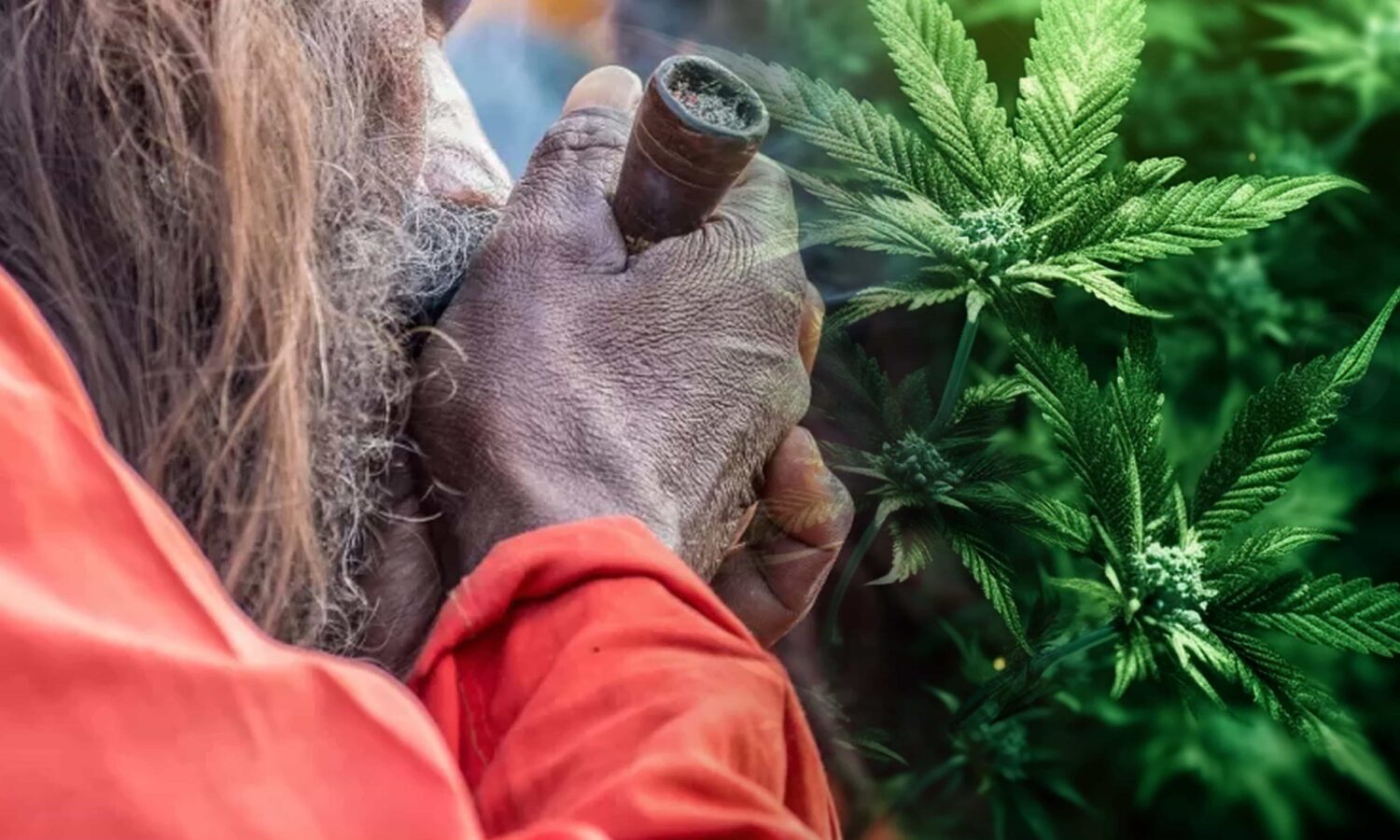 How To Make Bhang | Crop King Seeds