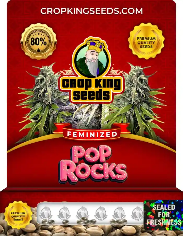 Buy Pop Rocks Strain Feminized Marijuana Seeds | Crop King Seeds