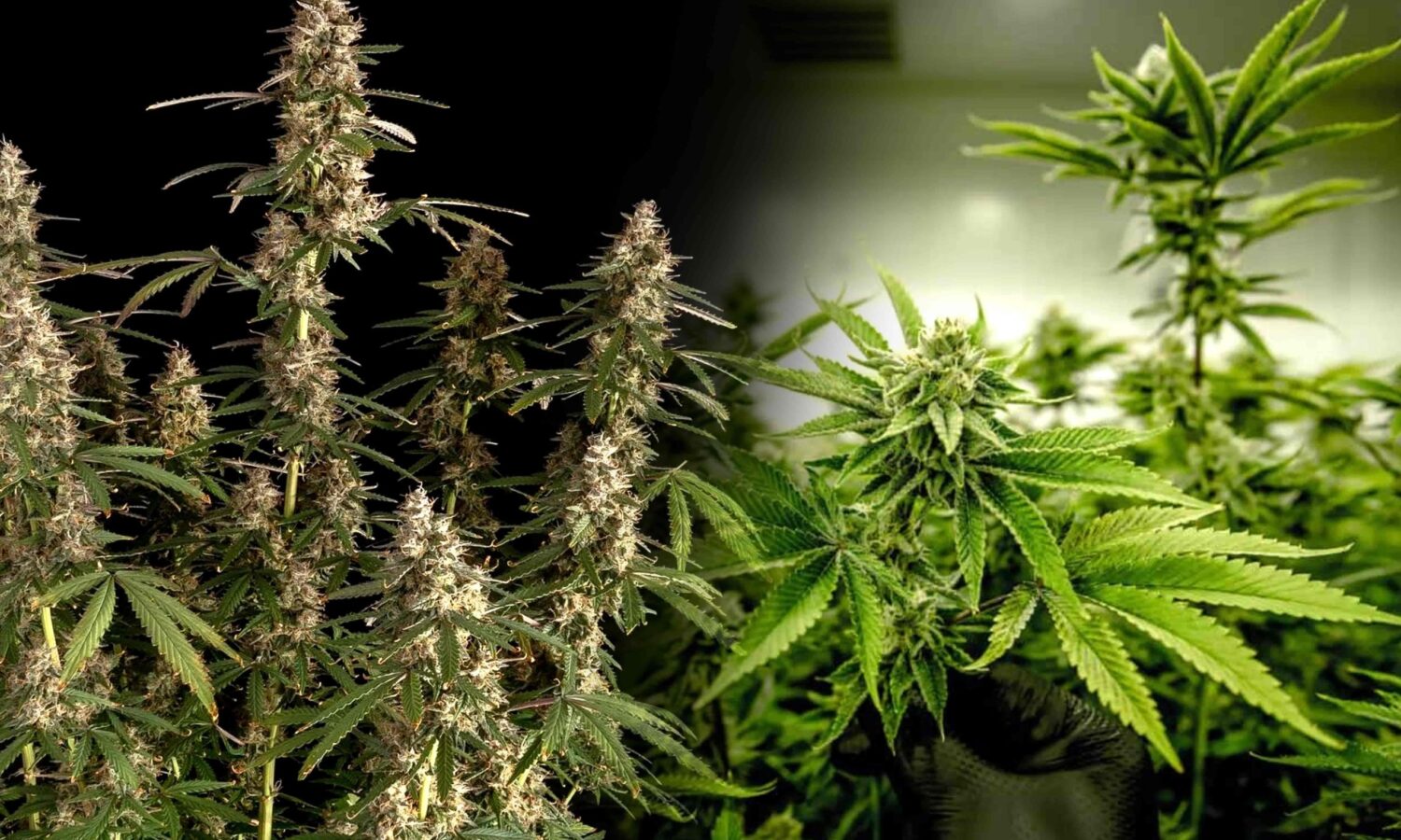 What is Photoperiod Weed? | Crop King Seeds