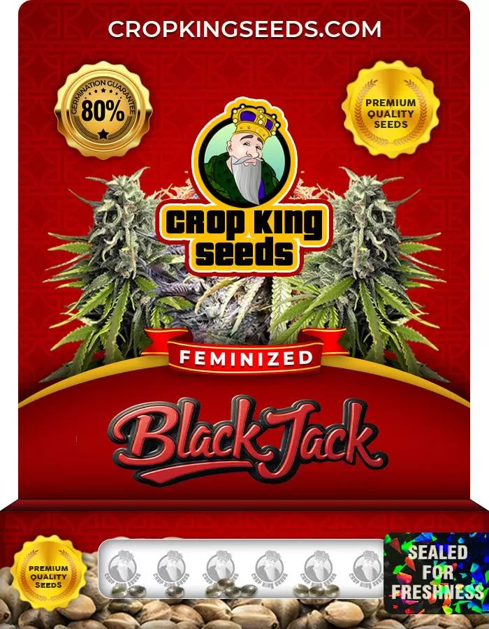 Buy Black Jack Strain Feminized Marijuana Seeds | Crop King Seeds