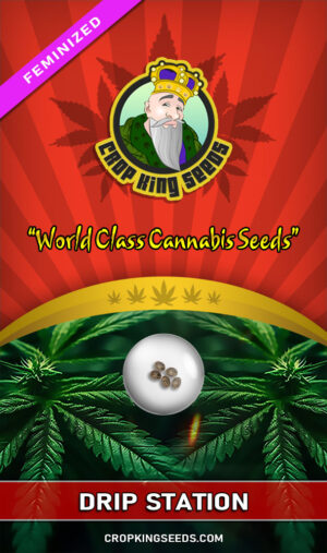 Buy Drip Station Strain Feminized Marijuana Seeds | Crop King Seeds