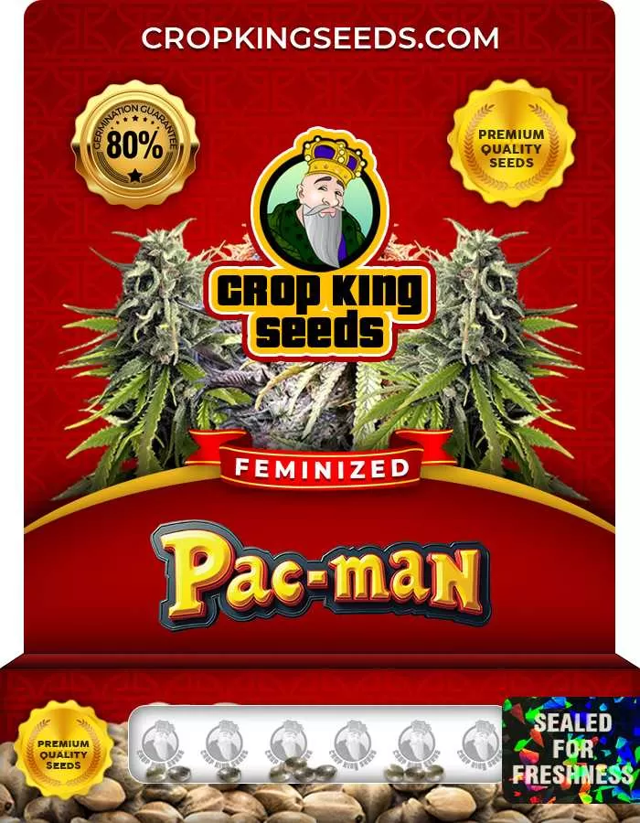 Buy Pacman Strain Feminized Marijuana Seeds | Crop King Seeds