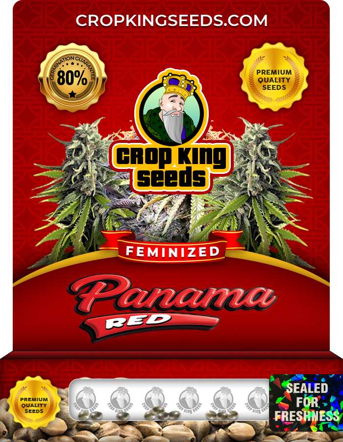 Buy Panama Red Strain Feminized Marijuana Seeds | Crop King Seeds