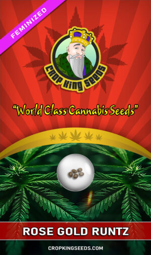 Buy Rose Gold Runtz Strain Feminized Marijuana Seeds | Crop King Seeds