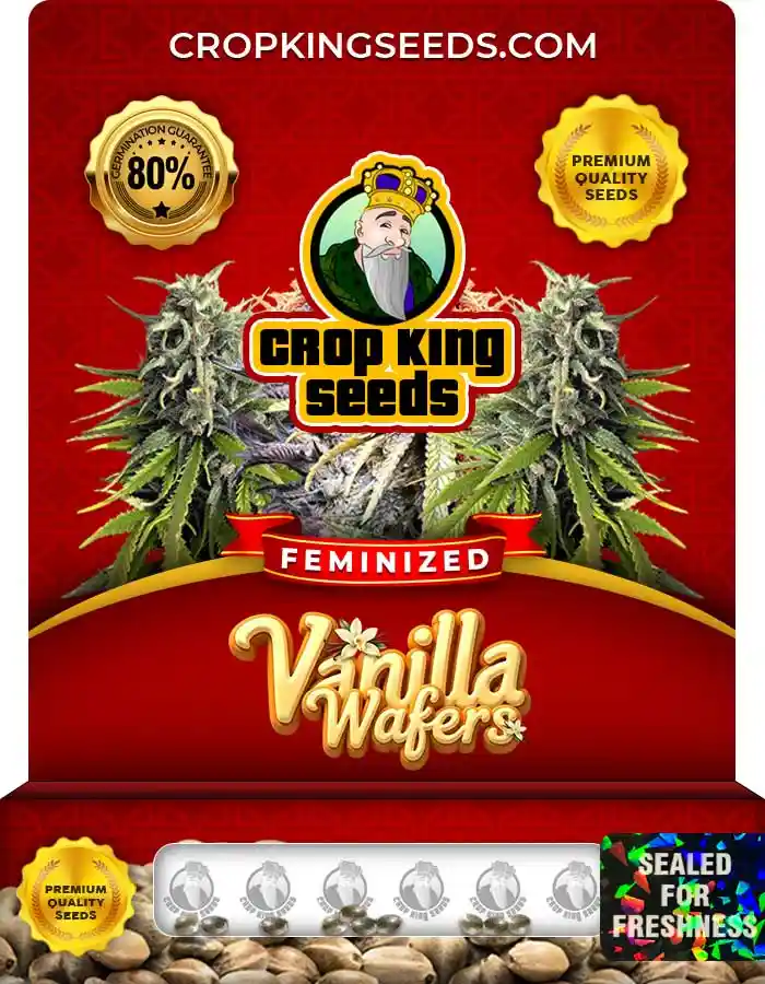 Buy Vanilla Wafers Strain Feminized Marijuana Seeds | Crop King Seeds