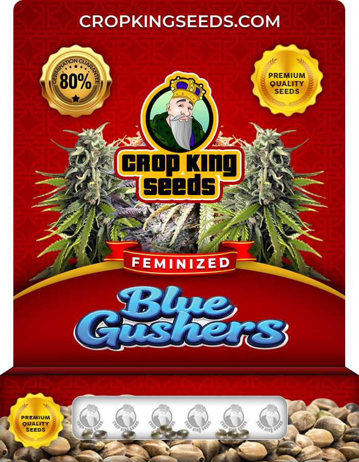 Buy Blue Gushers Strain Feminized Marijuana Seeds | Crop King Seeds
