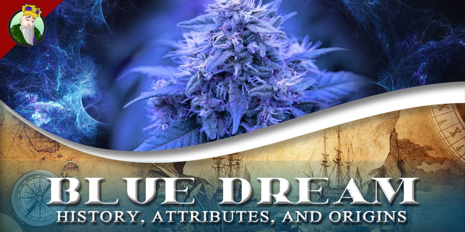 Blue Dream Genetics History, Attributes, and Origins | Crop King Seeds