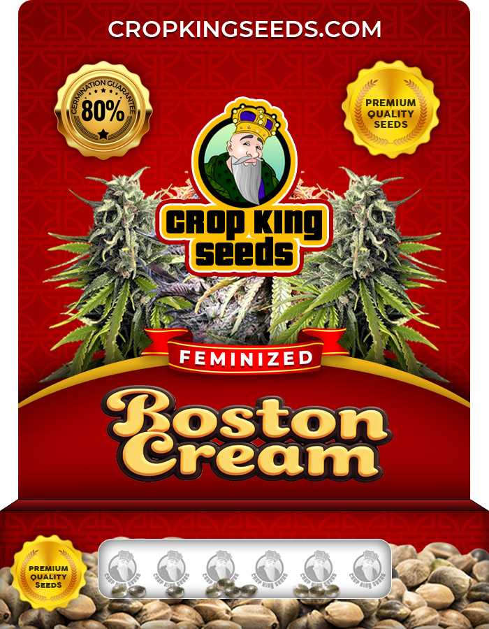 Buy Boston Cream Strain Feminized Marijuana Seeds | Crop King Seeds