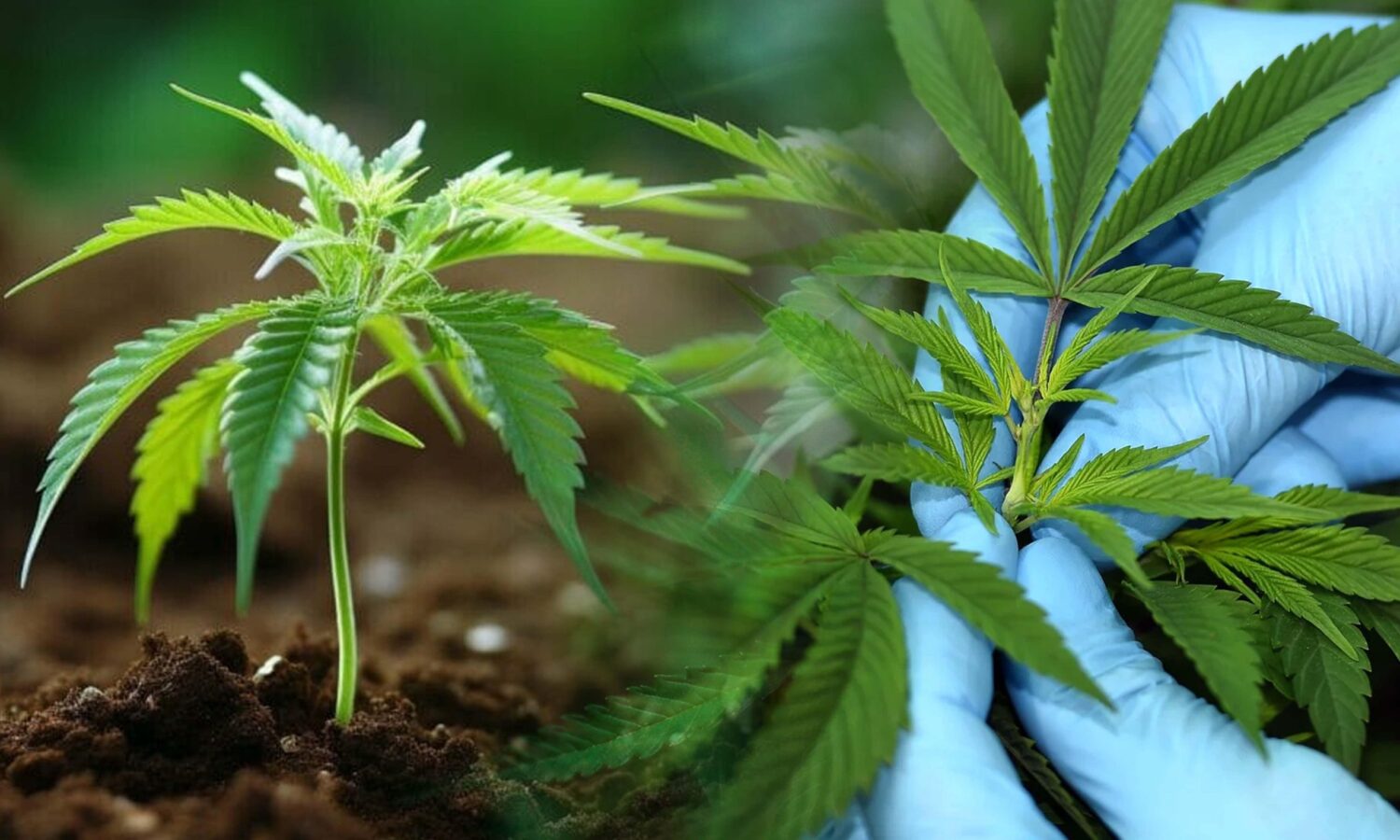 Different Cannabis Mutations | Crop King Seeds