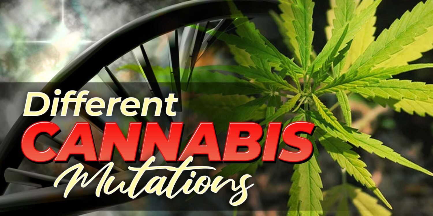 Different Cannabis Mutations | Crop King Seeds