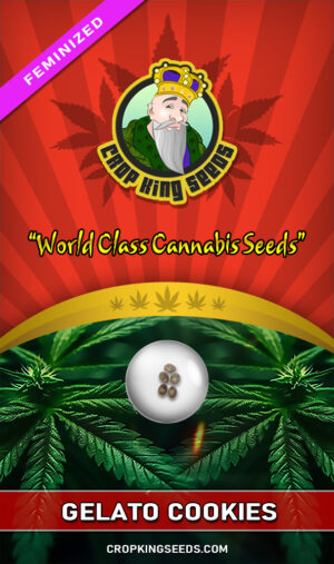 Buy Gelato Cookies Strain Feminized Marijuana Seeds | Crop King Seeds