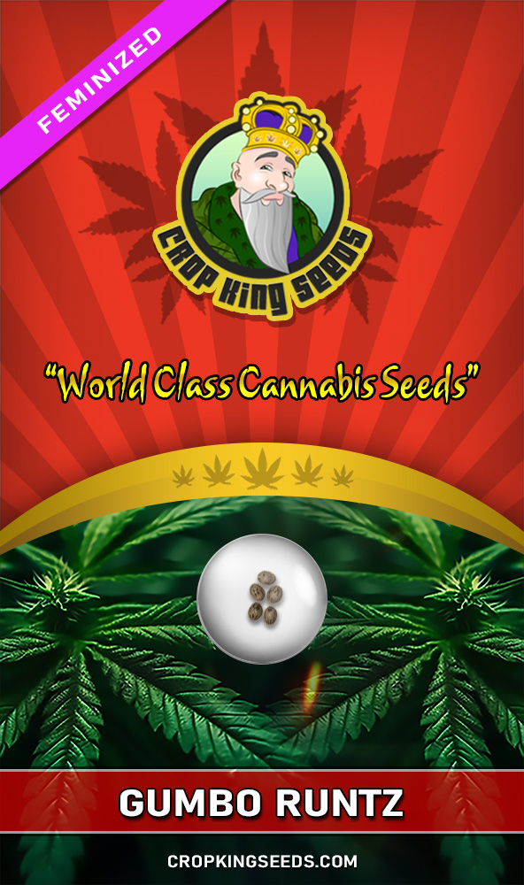 Buy Gumbo Runtz Strain Feminized Marijuana Seeds | Crop King Seeds