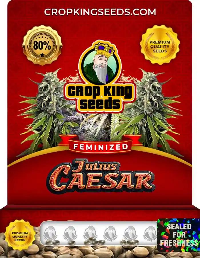 Buy Julius Caesar Strain Feminized Marijuana Seeds | Crop King Seeds