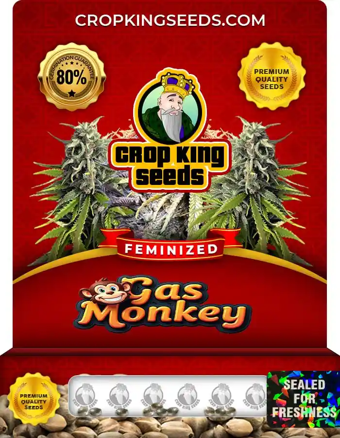 Buy Gas Monkey Strain Feminized Marijuana Seeds | Crop King Seeds