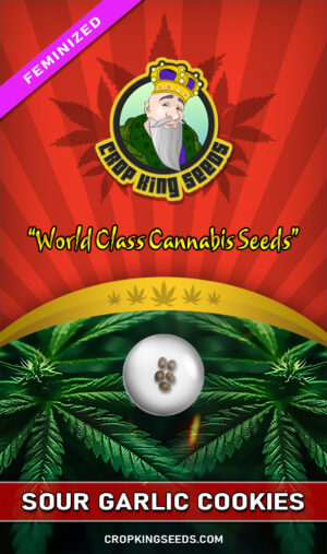 Buy Sour Garlic Cookies Strain Feminized Marijuana Seeds | Crop King Seeds