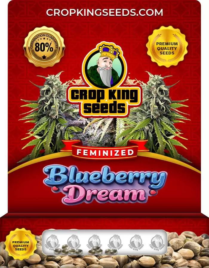 Buy Blueberry Dream Strain Feminized Marijuana Seeds | Crop King Seeds