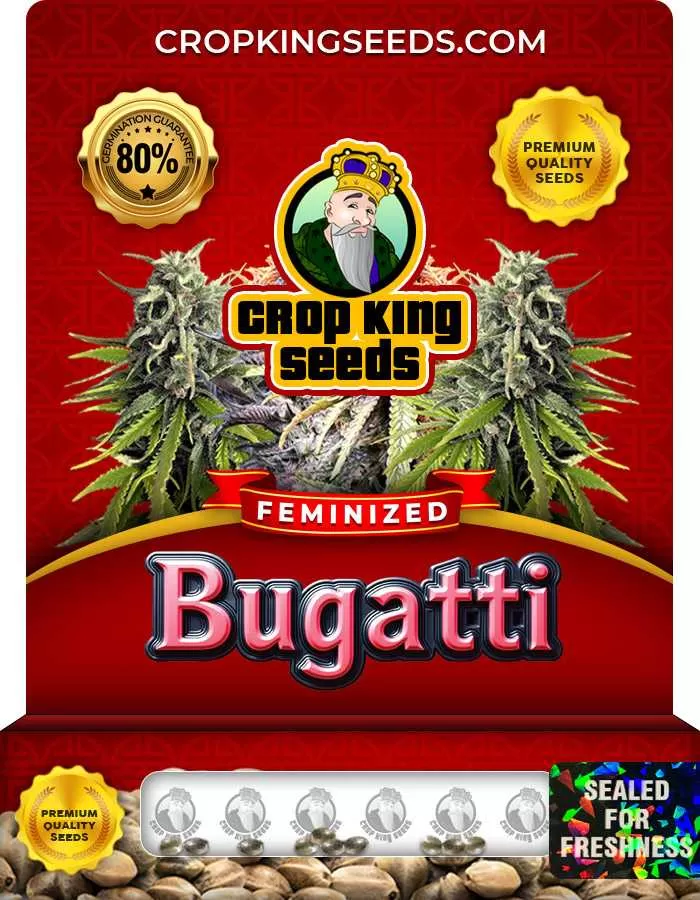 Buy Bugatti Strain Feminized Marijuana Seeds | Crop King Seeds