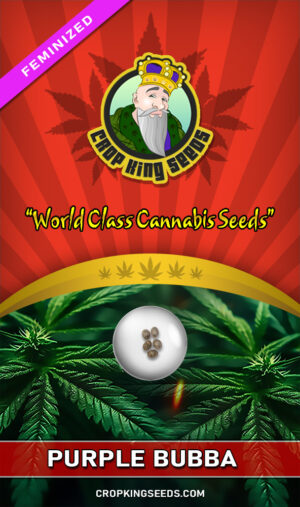 Buy Purple Bubba Strain Feminized Marijuana Seeds | Crop King Seeds