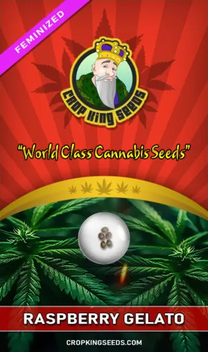 Buy Raspberry Gelato Strain Feminized Marijuana Seeds | Crop King Seeds