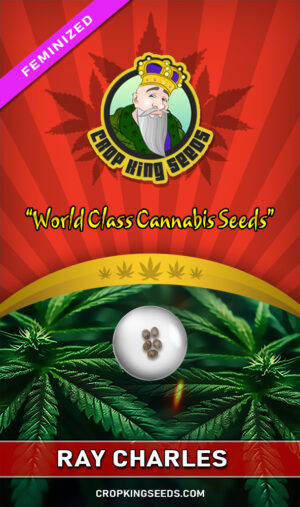 Buy Ray Charles Strain Feminized Marijuana Seeds | Crop King Seeds