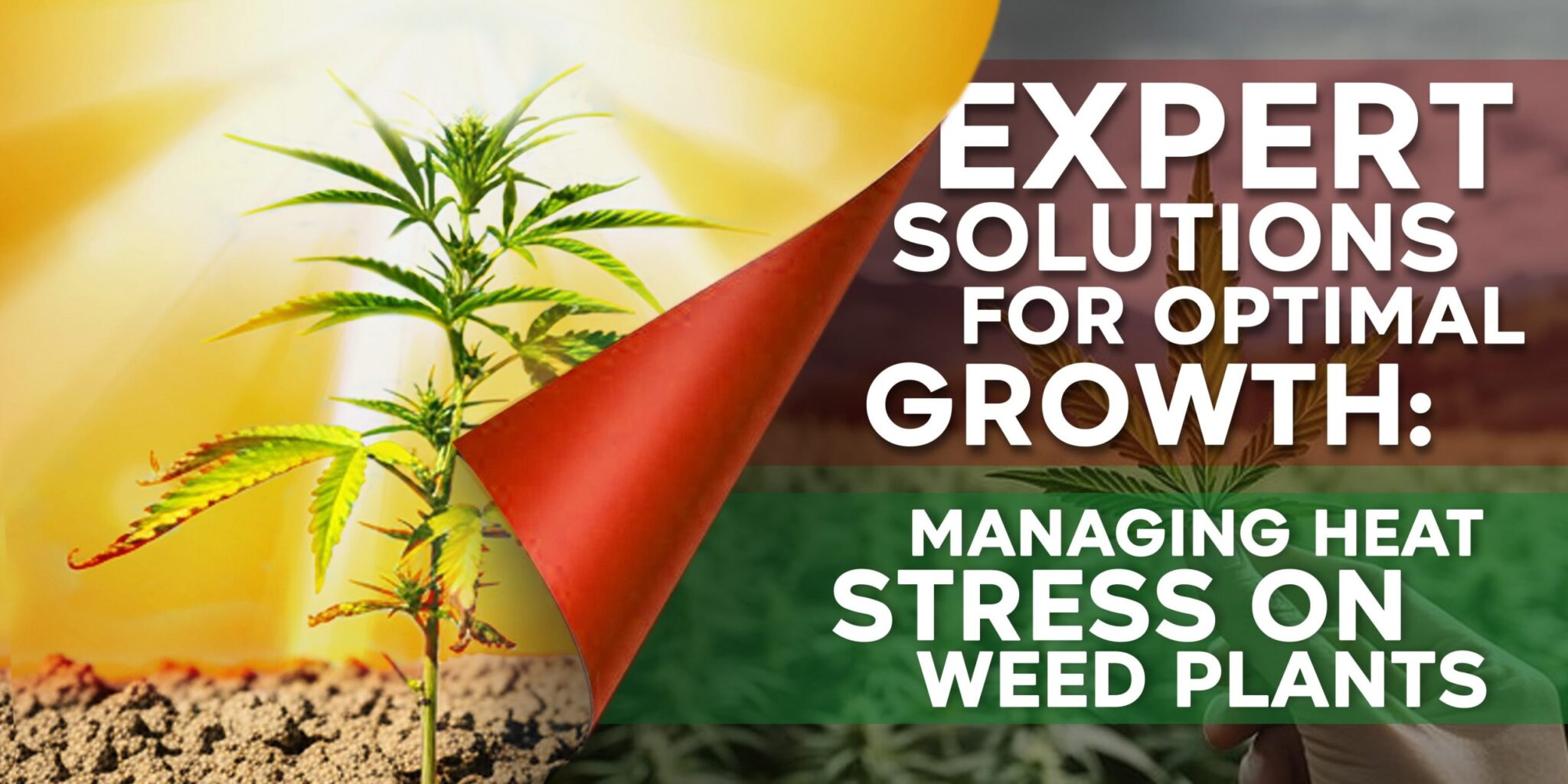 Expert Solutions for Optimal Growth: Managing Heat Stress on Weed ...