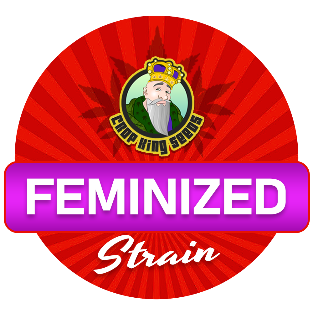Buy Cannabis Seeds Online in the USA | Crop King Seeds