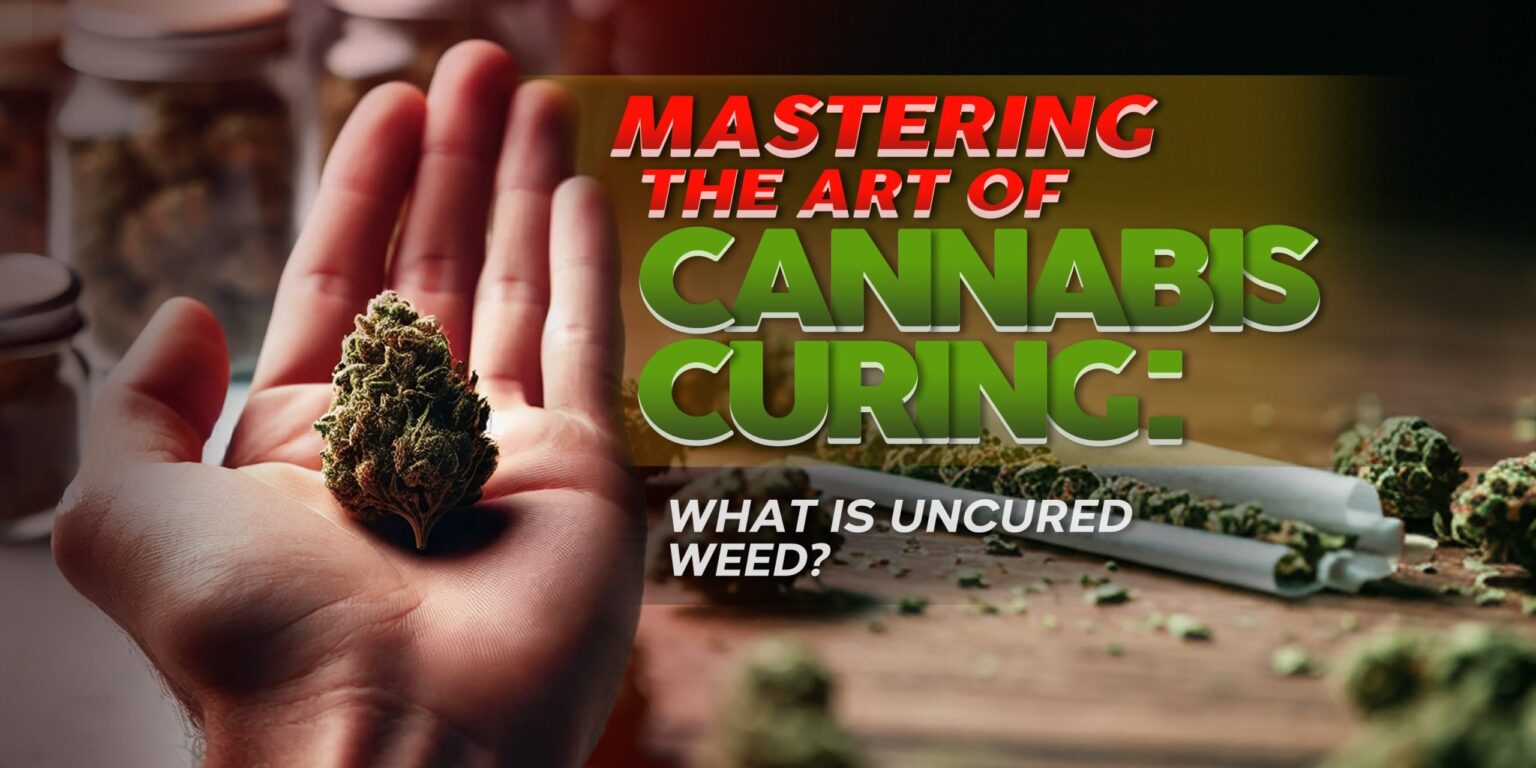 Mastering the Art of Cannabis Curing: What is Uncured Weed? | Crop King ...