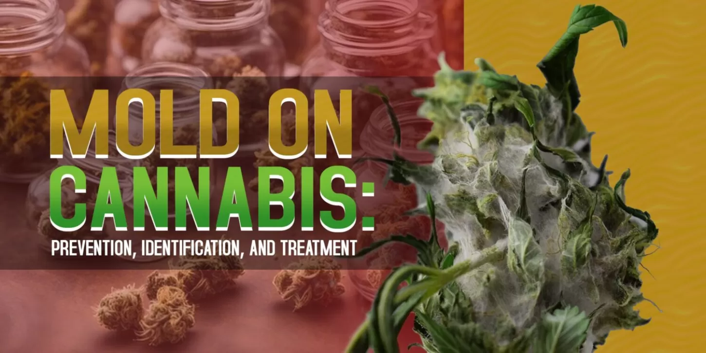 Mold on Cannabis: Prevention, Identification, and Treatment | Crop King ...