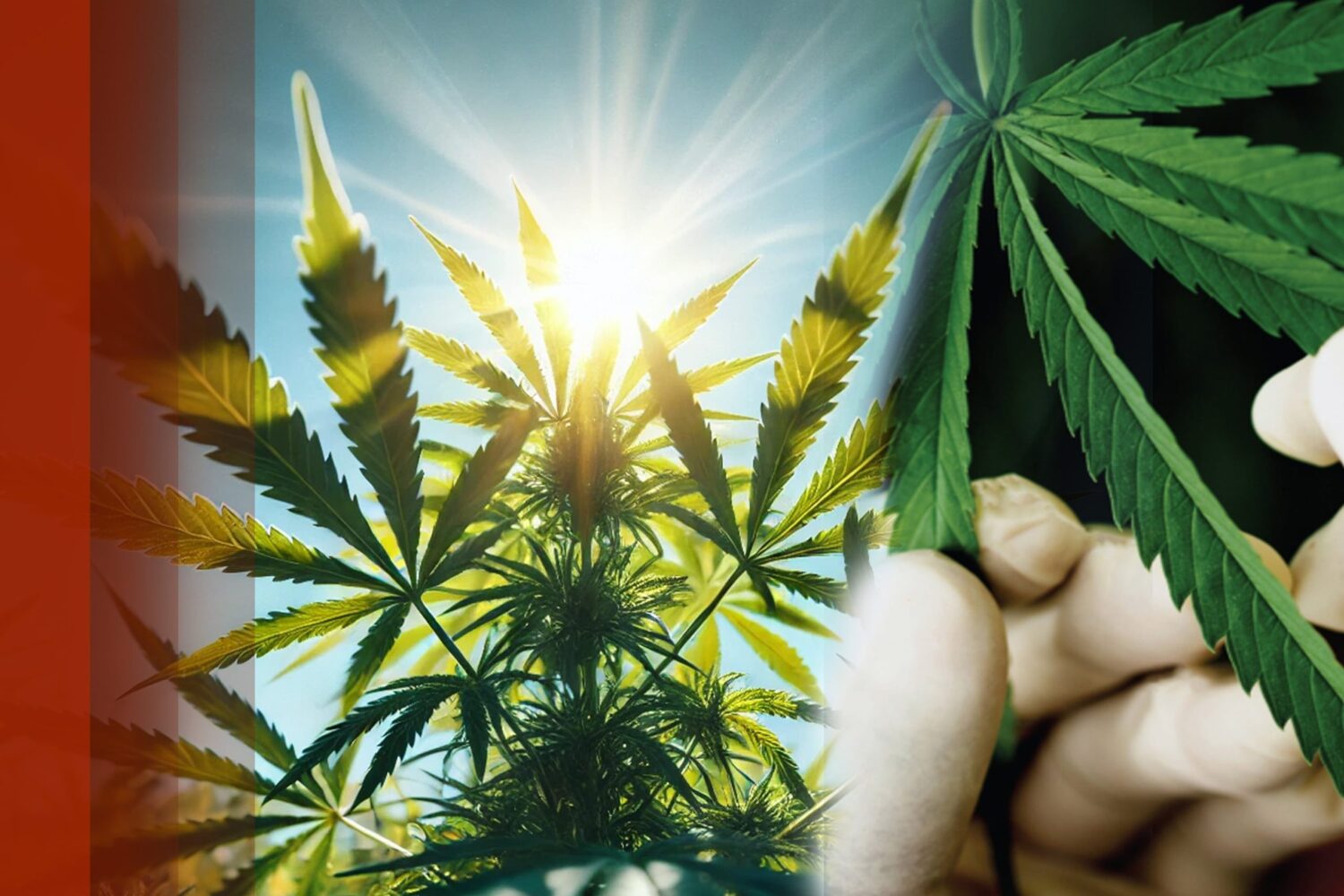 Expert Solutions for Optimal Growth: Managing Heat Stress on Weed ...