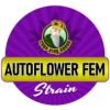 Crop King Seeds | Buy Cannabis Seeds | Free Shipping Over $200