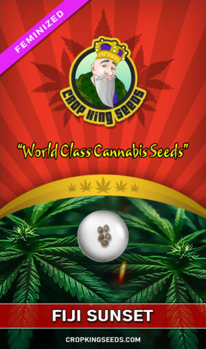 Buy Fiji Sunset Strain Feminized Marijuana Seeds | Crop King Seeds