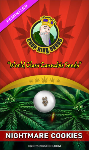 Buy Nightmare Cookies Strain Feminized Marijuana Seeds | Crop King Seeds