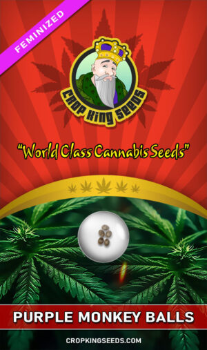 Buy Purple Monkey Balls Strain Feminized Marijuana Seeds | Crop King Seeds
