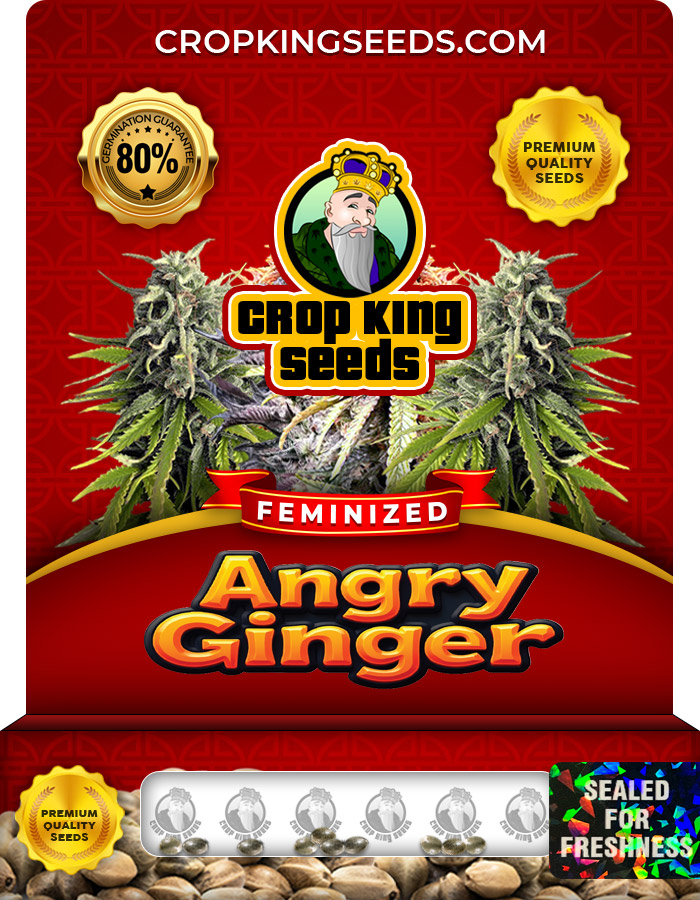 Angry Ginger Feminized Marijuana Seeds | Crop King Seeds
