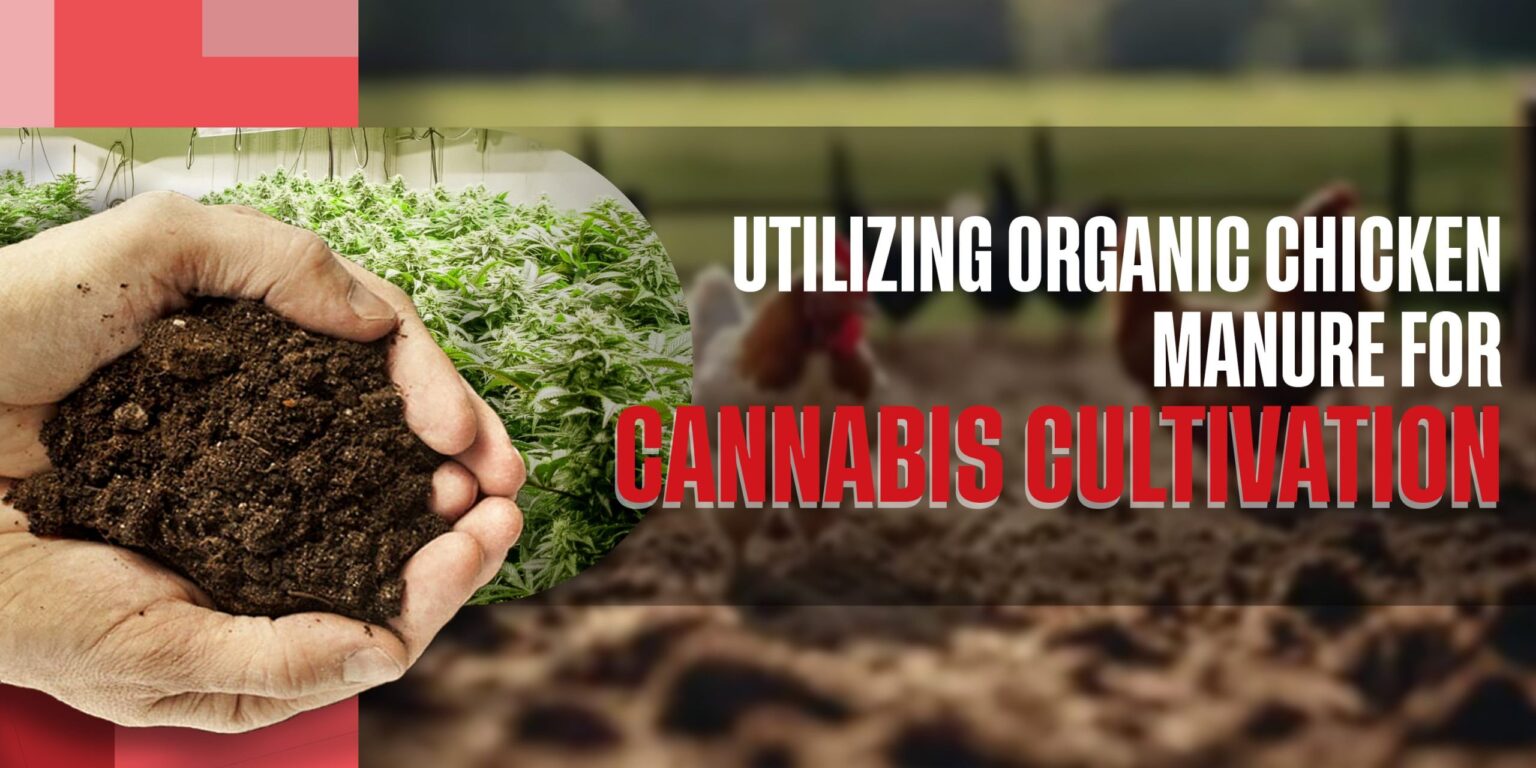 Utilizing Organic Chicken Manure for Cannabis Cultivation | Crop King Seeds