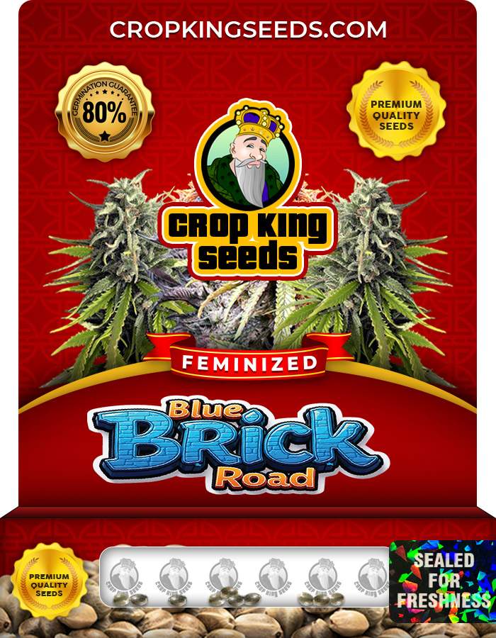 Buy Blue Brick Road Strain Feminized Seeds | Crop King Seeds